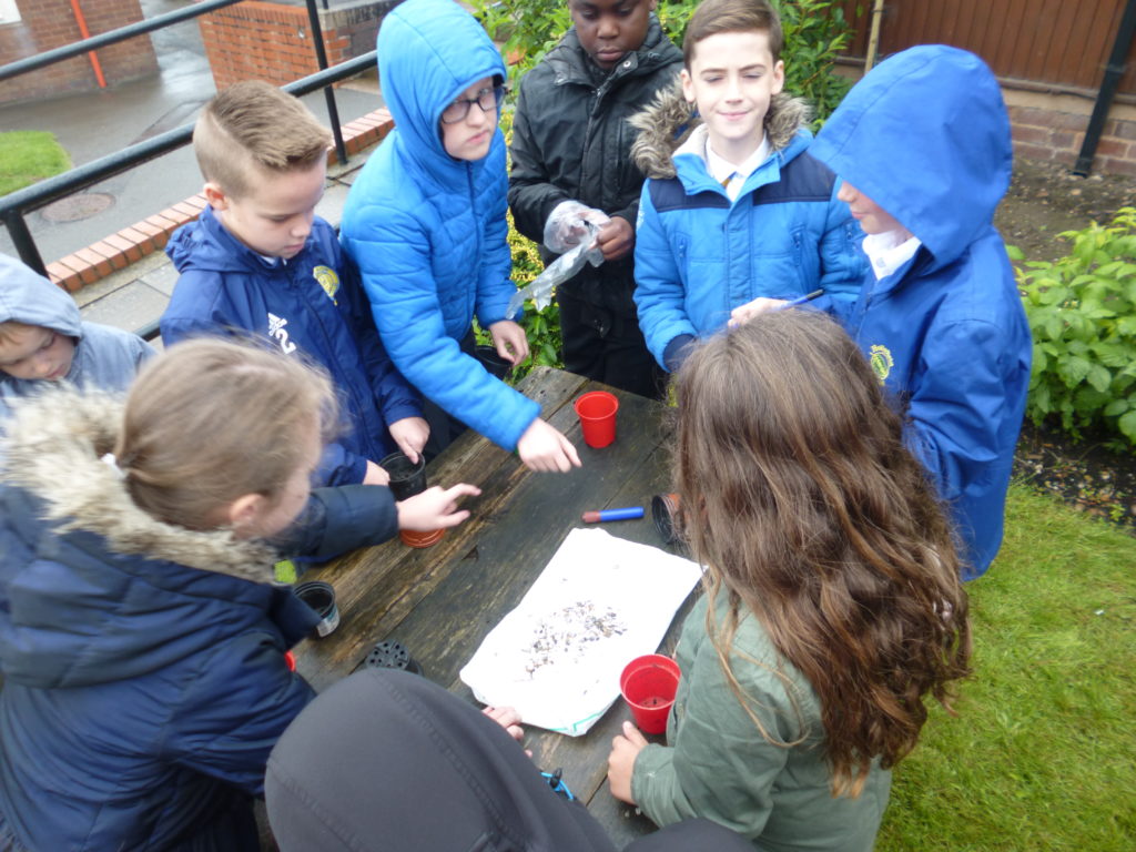 Sunflower growing competition – Hollyfield Primary School